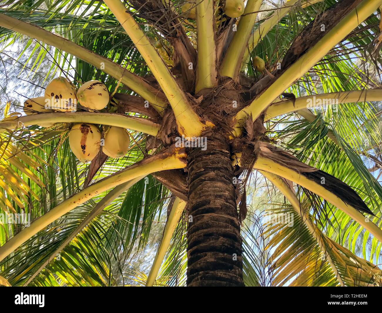 Coconut palm (Cocos nucifera) with coconuts, Zanzibar, Tanzania Stock ...