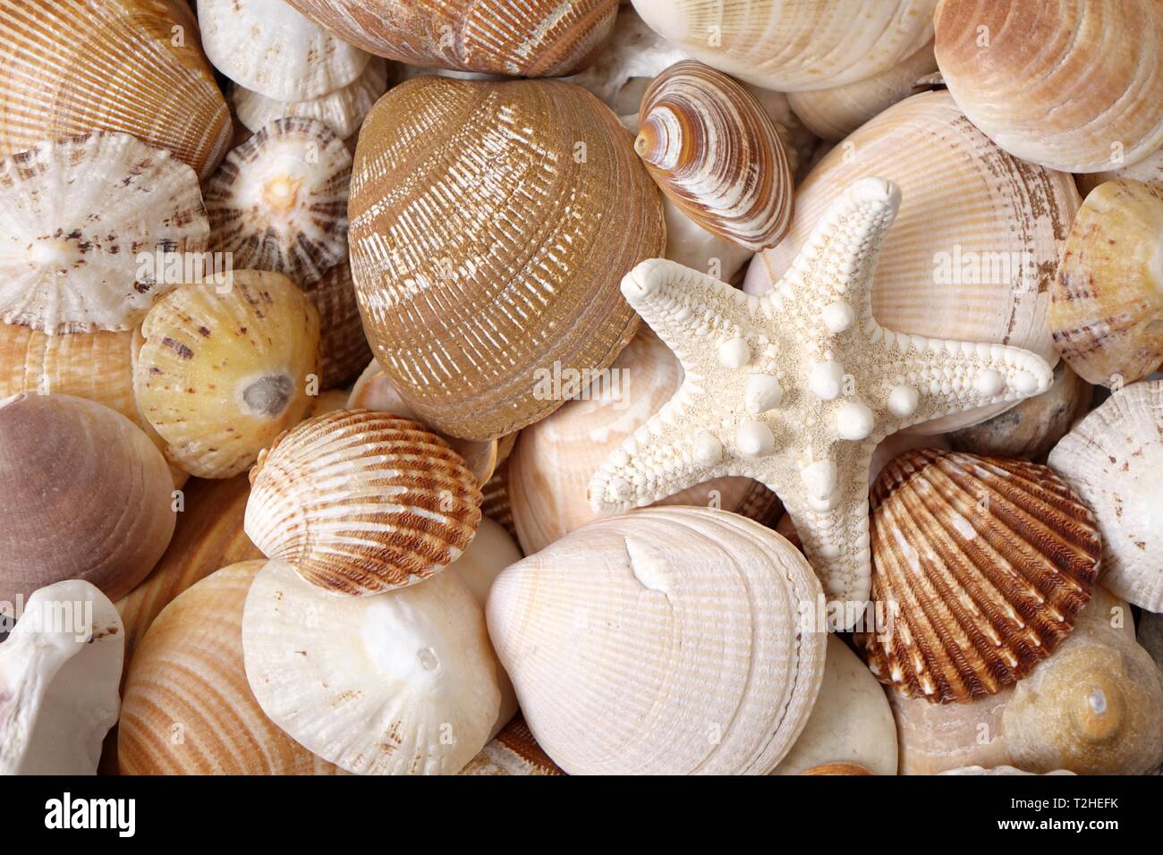 Starfish and seashells hi-res stock photography and images - Alamy