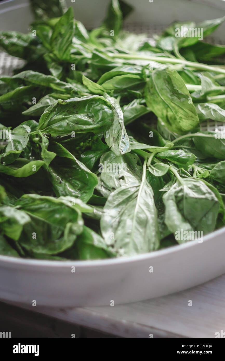 fresh green basil leaves on a grid dehydrator dryer Stock Photo - Alamy