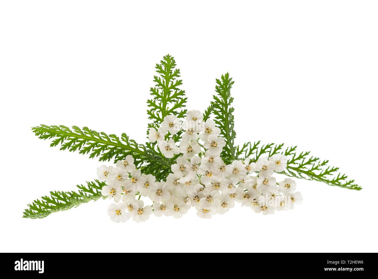 White Yarrow Bouquet