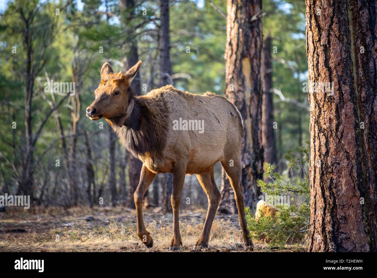 Elk in the park hi-res stock photography and images - Alamy