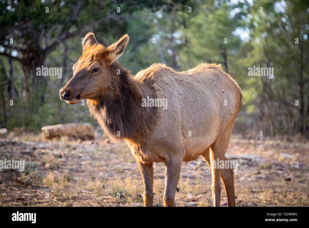 American elk (Cervus canadensis) in the forest, South Rim, Grand Canyon ...