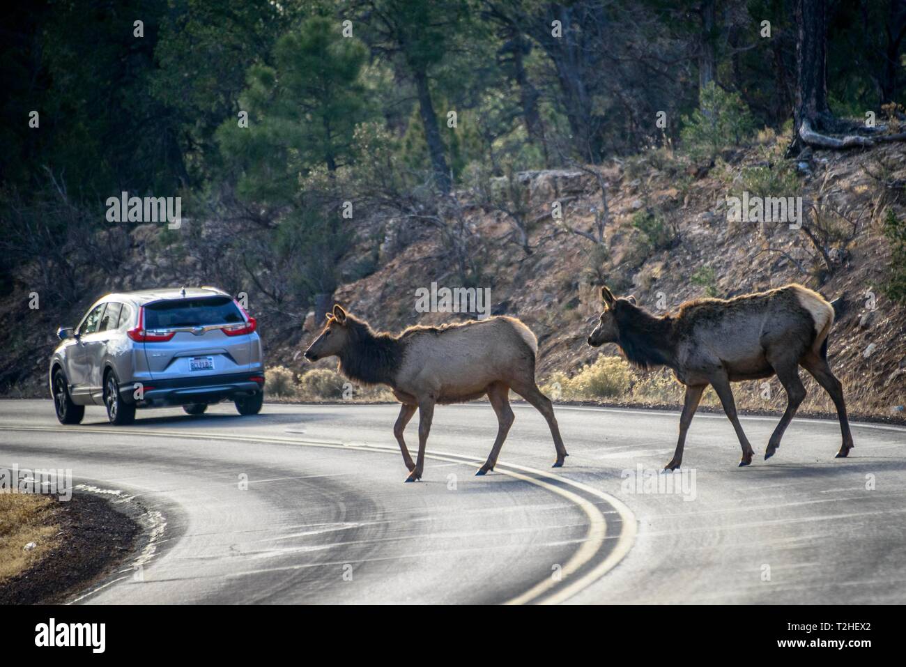 American car park hi-res stock photography and images - Alamy
