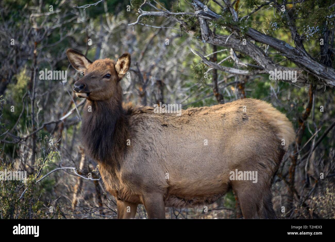 American elk national park hi-res stock photography and images - Alamy