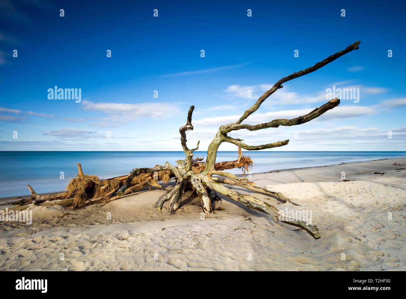 Uprooted tree on the beach of the Baltic Sea, Weststrand Darss, Western ...