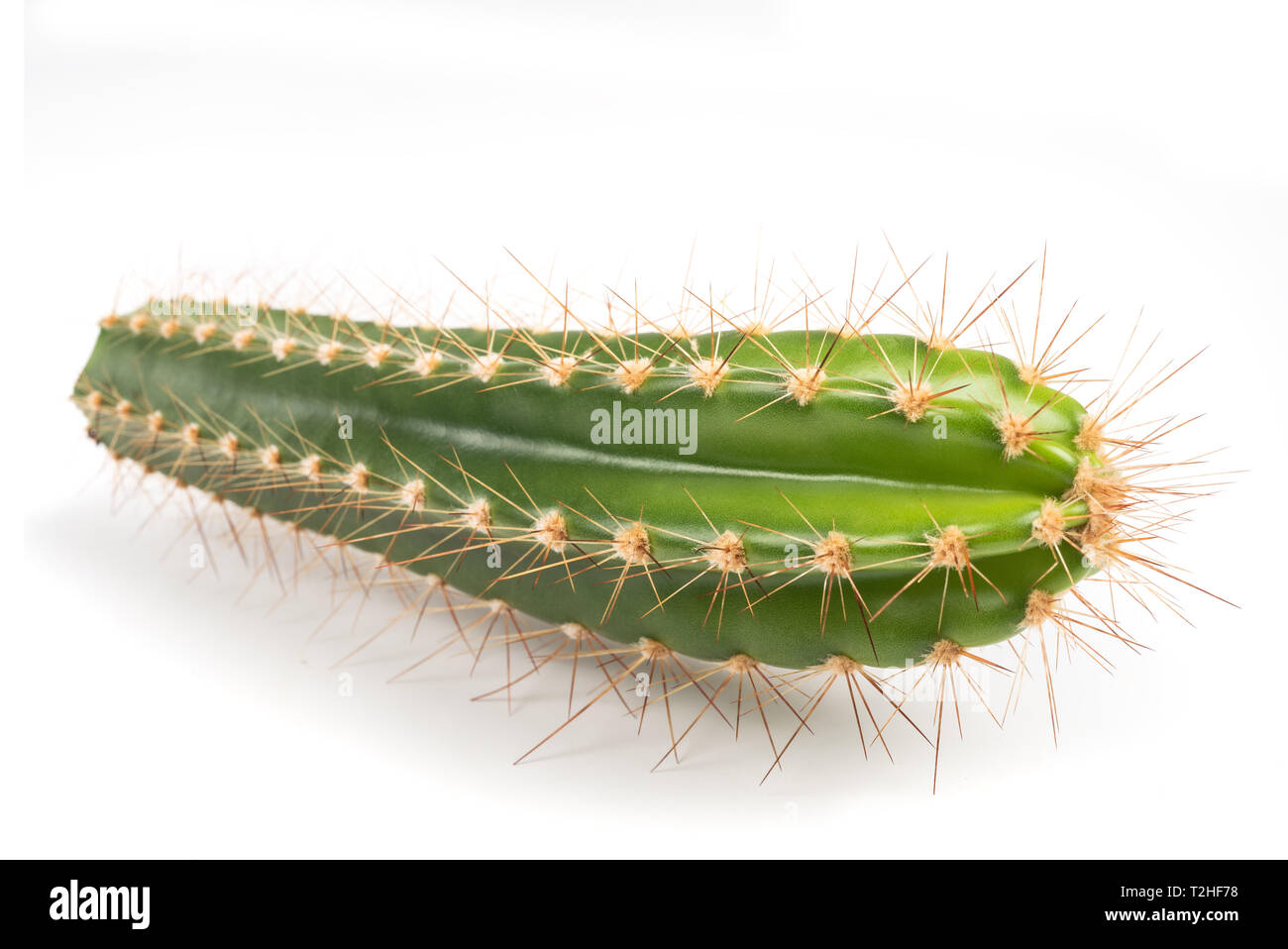 Cactus spike cacti hi-res stock photography and images - Alamy