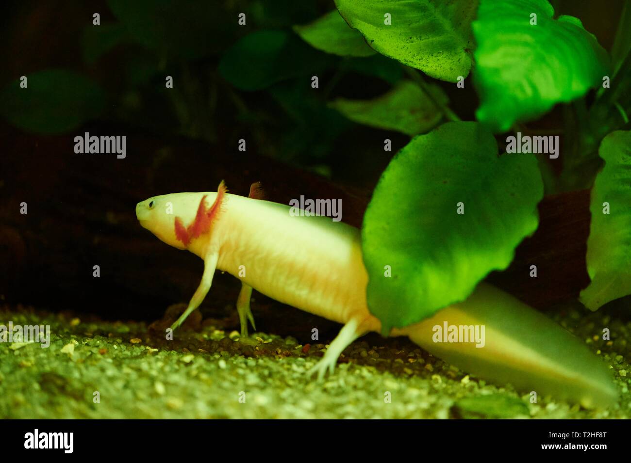 Axolotl ambystoma mexicanum in a aquarium hi-res stock photography and ...