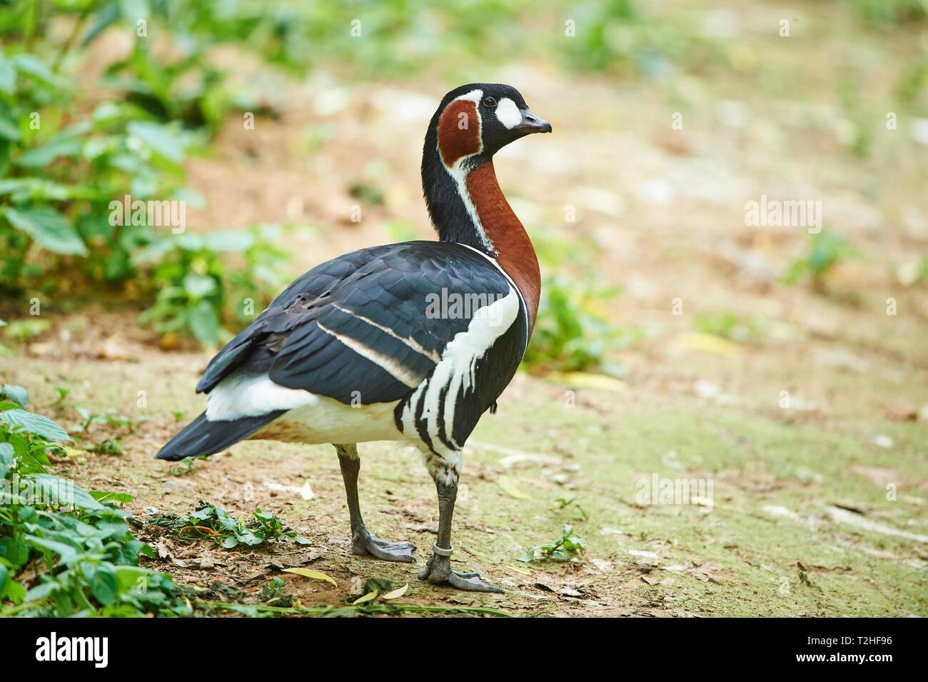 Red-breasted goose (Branta ruficollis), captive, Czech Republic Stock ...