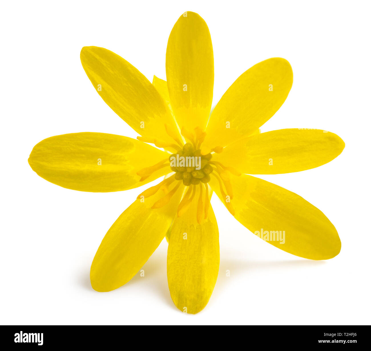 Ficaria verna flower isolated on white background Stock Photo - Alamy