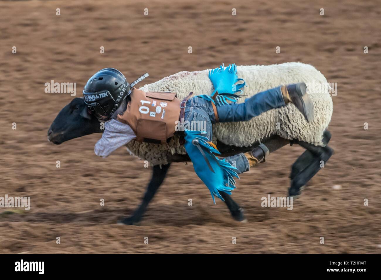 Child rides on sheep hi-res stock photography and images - Alamy