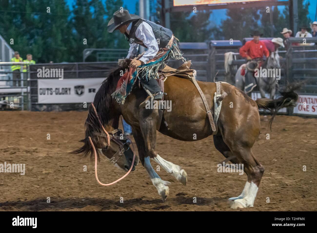 Cowboy riding a bucking horse, Rodeo, Heber City, Utah, USA Stock Photo ...