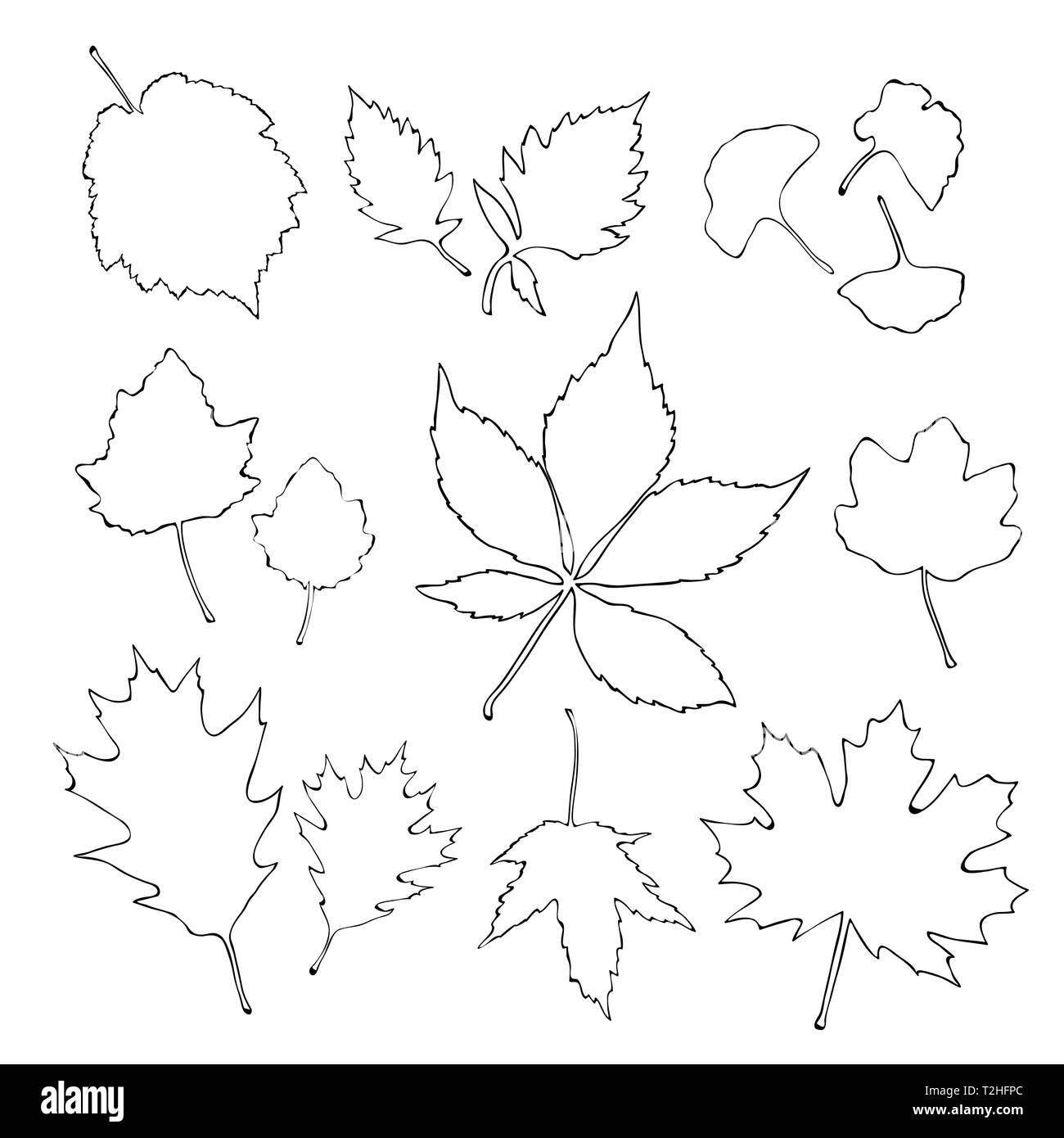 Outline leaves set isolated on white background vector Stock Vector ...