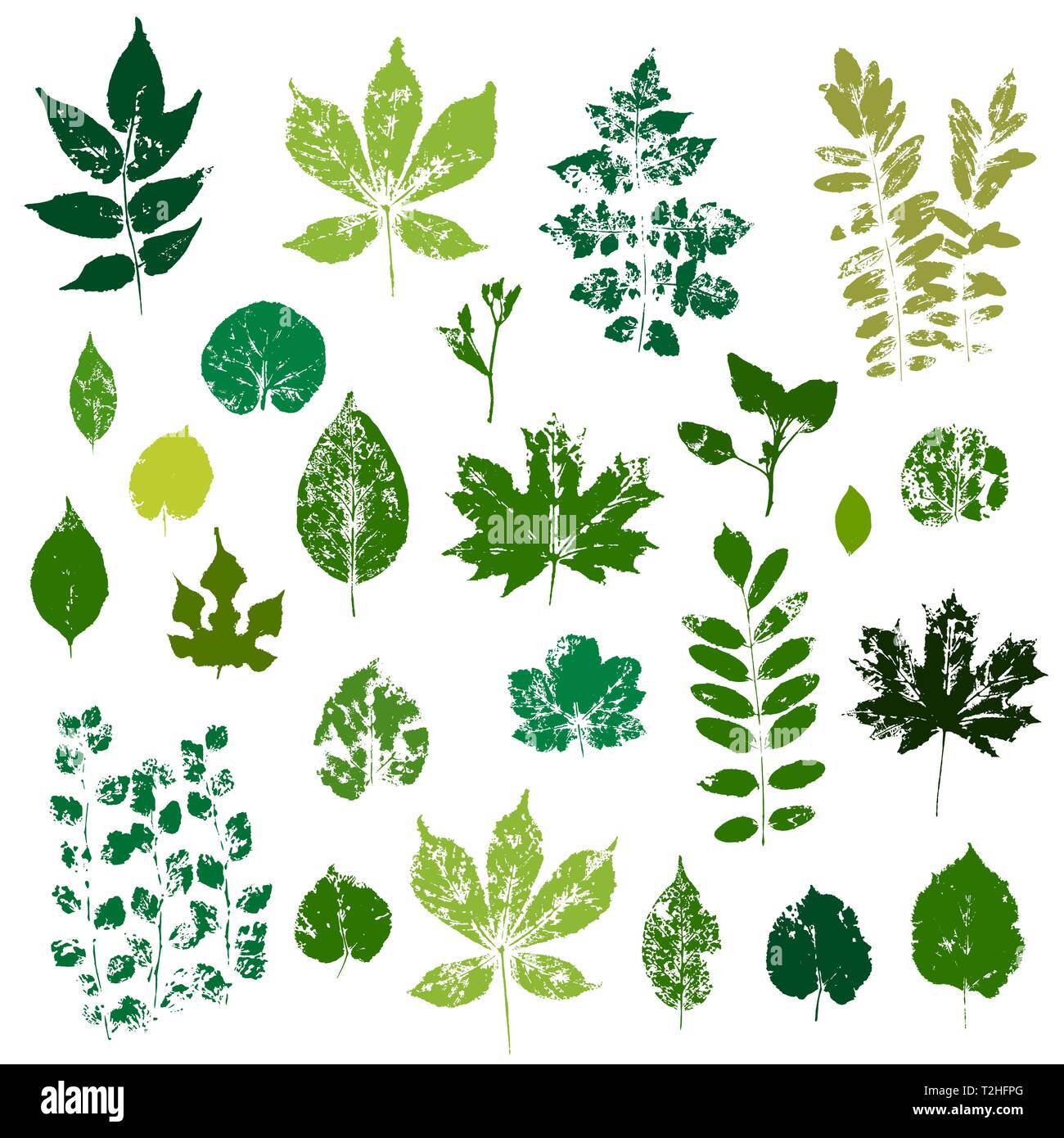 Green leaves imprints set isolated on white background vector Stock ...