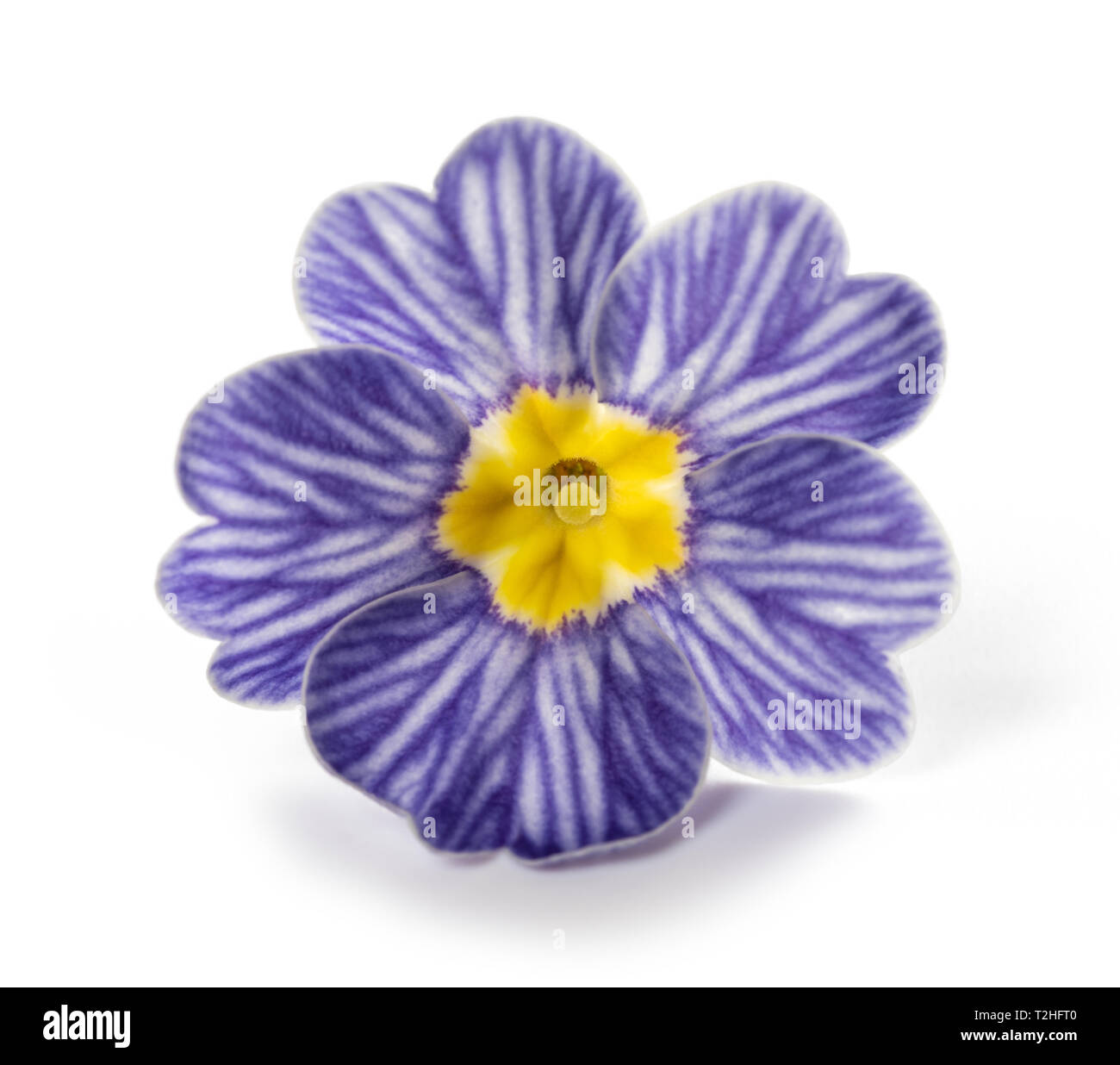 primrose flower isolated on white background Stock Photo - Alamy