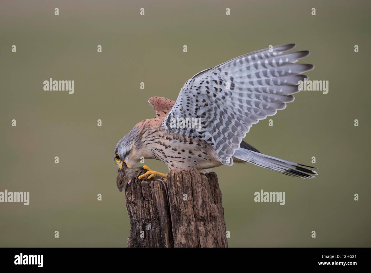 Common Kestrel (Falco tinnunculus), on post with captured mouse, Rhineland-Palatinate, Germany ...