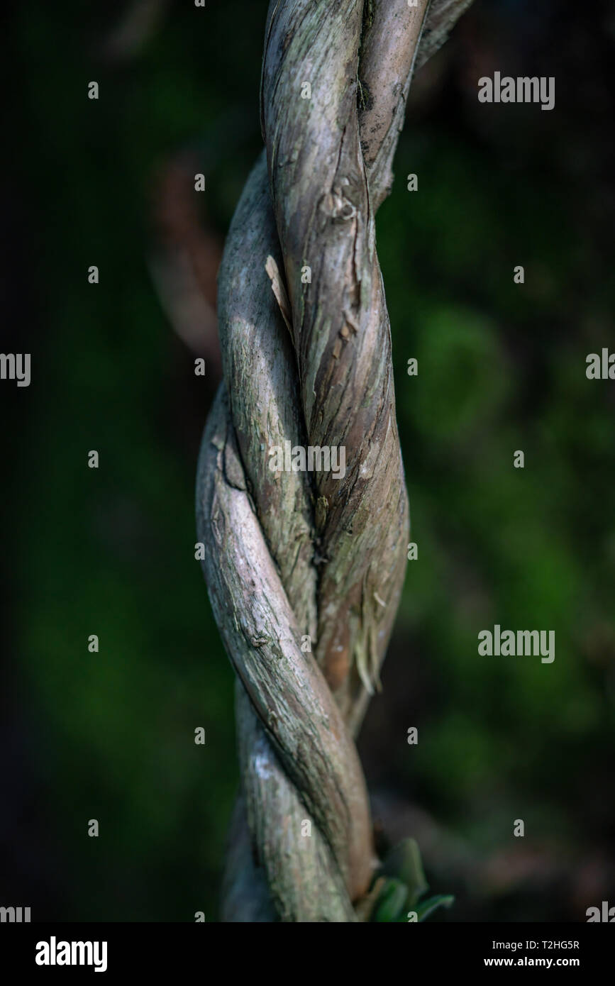 Tree growing around itself Stock Photo - Alamy