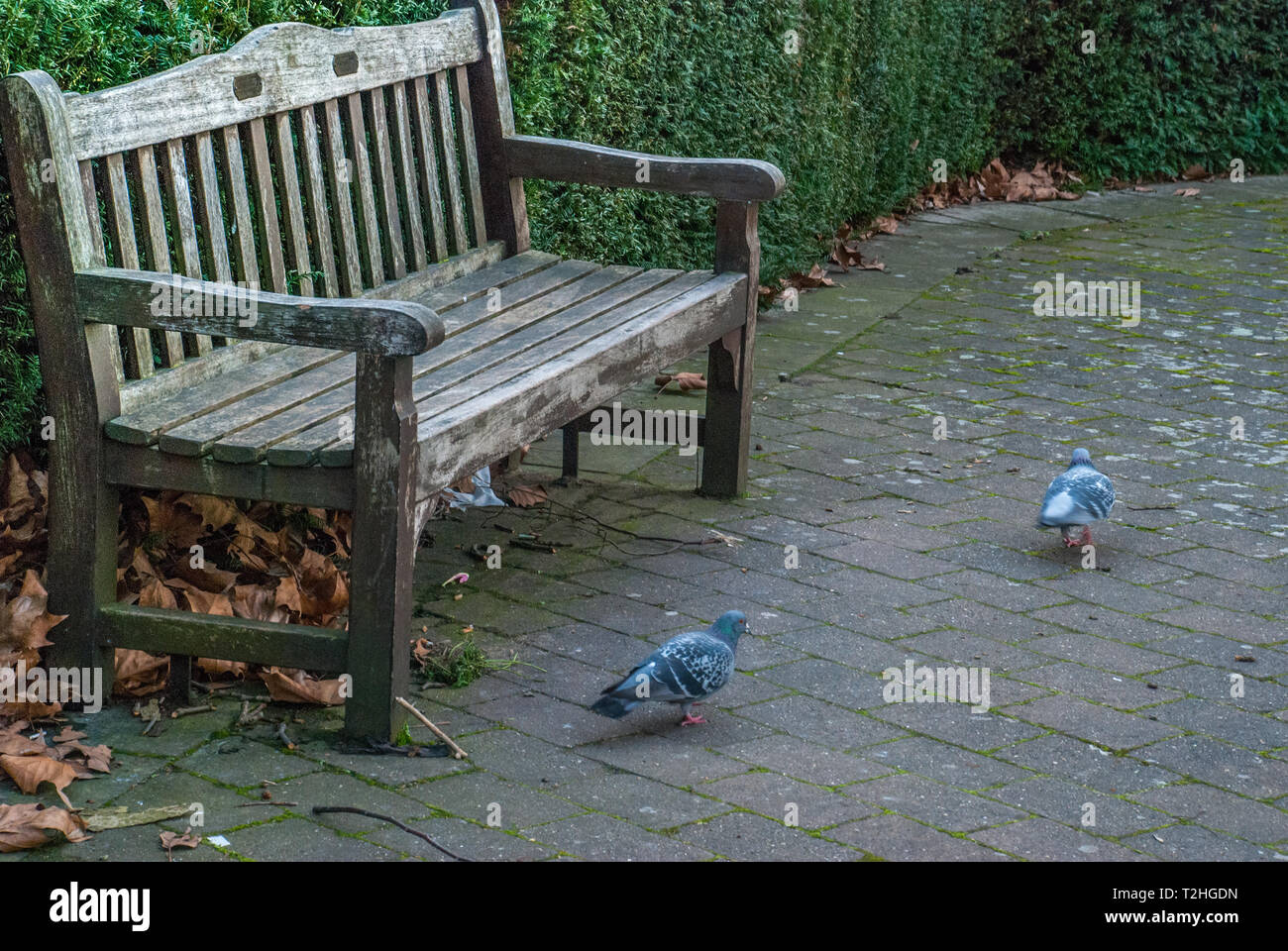 Old wooden bench Beautiful in a park in London Stock Photo - Alamy