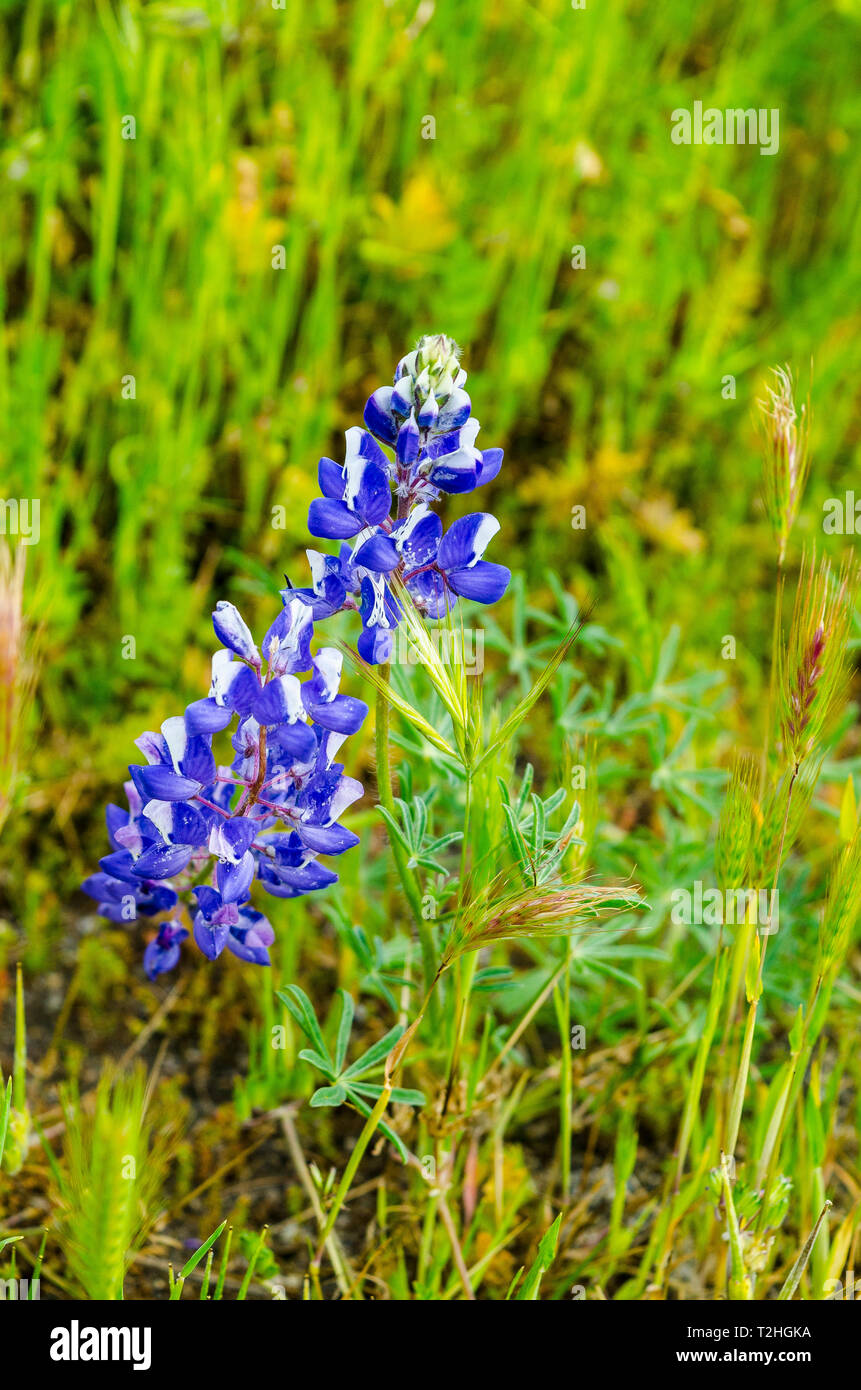 Desert lupine lupinus sparsiflorus hi-res stock photography and images ...