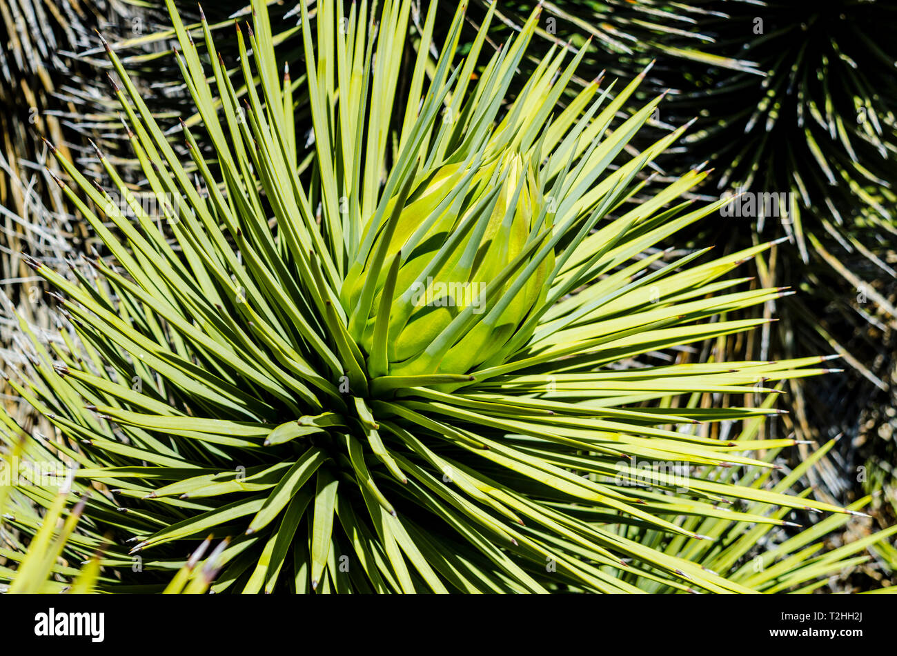A Joshua Tree (Yucca brevifolia) in the high desert of California USA ...