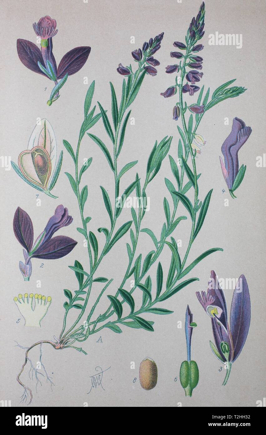 Common milkwort (Polygala vulgaris), historical illustration from 1885 ...