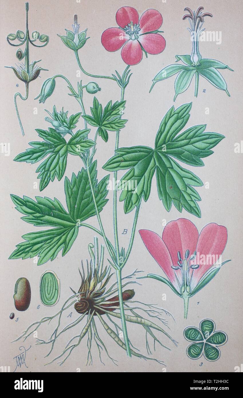 Red Geranium Drawing