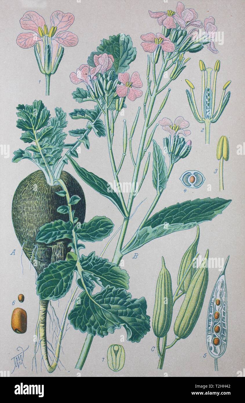 Wild radish (Raphanus raphanistrum sativus), historical illustration ...