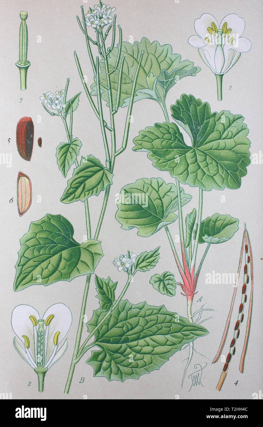 Watercress (Nasturtium officinale), historical illustration from 1885 ...