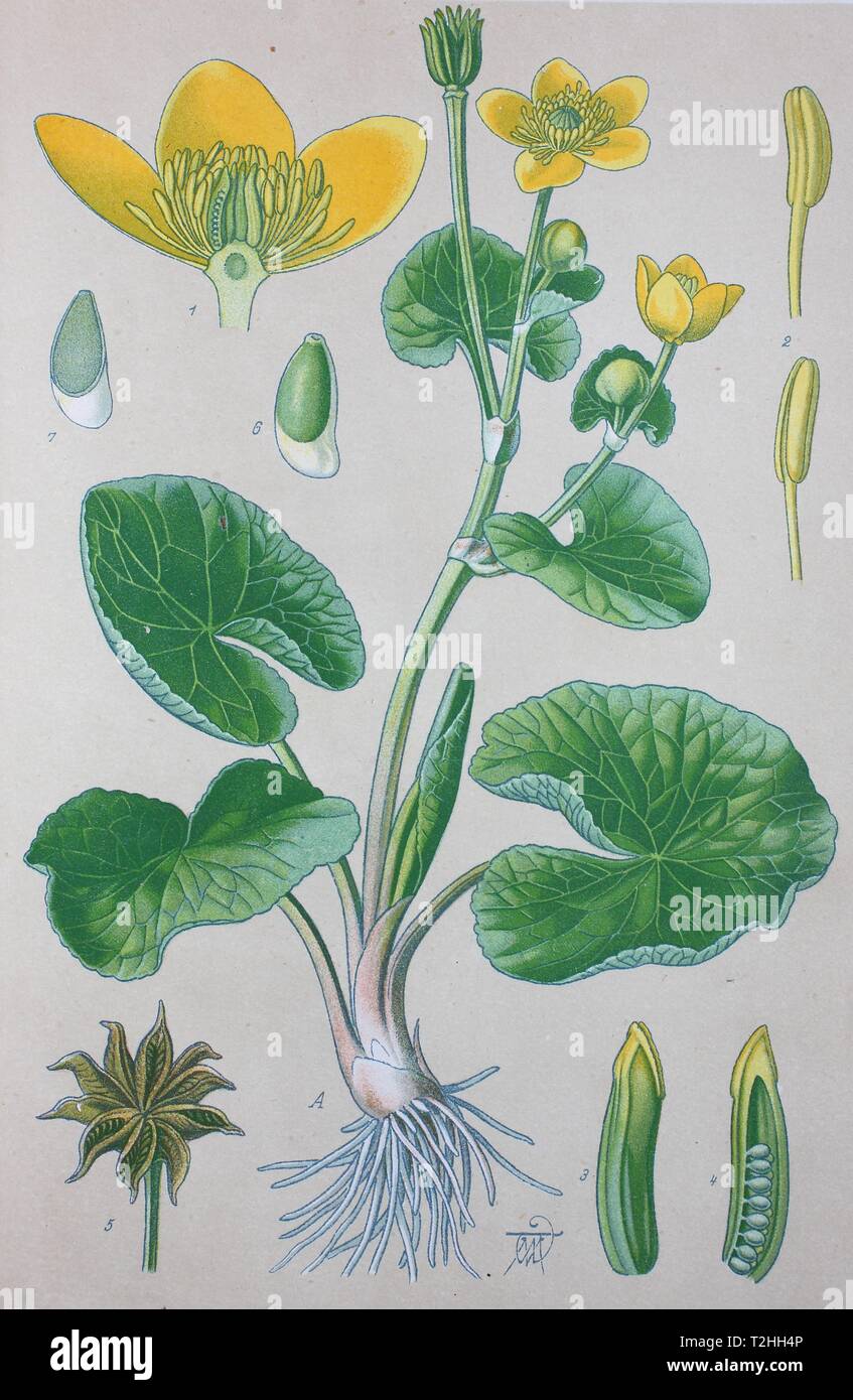 Marigold illustration historical hi-res stock photography and images ...