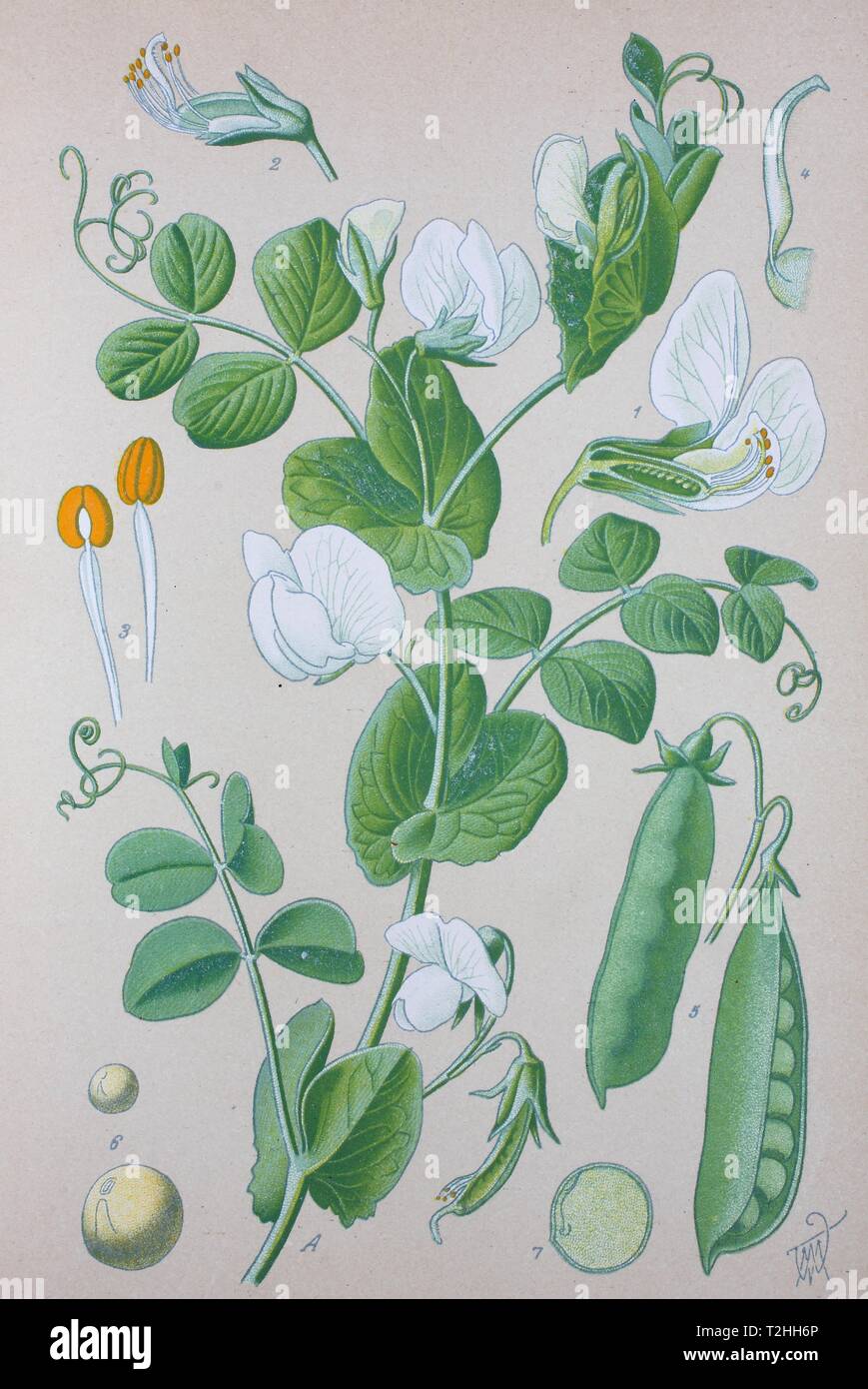 Pea plant drawing hi-res stock photography and images - Alamy