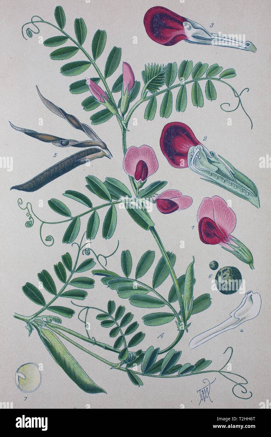 Common vetch (Vicia sativa), historical illustration from 1885, Germany ...