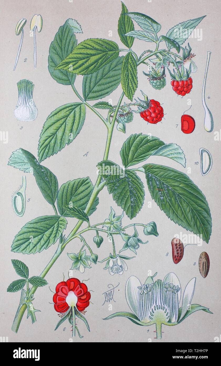 Raspberry (Rubus idaeus), historical illustration from 1885, Germany ...