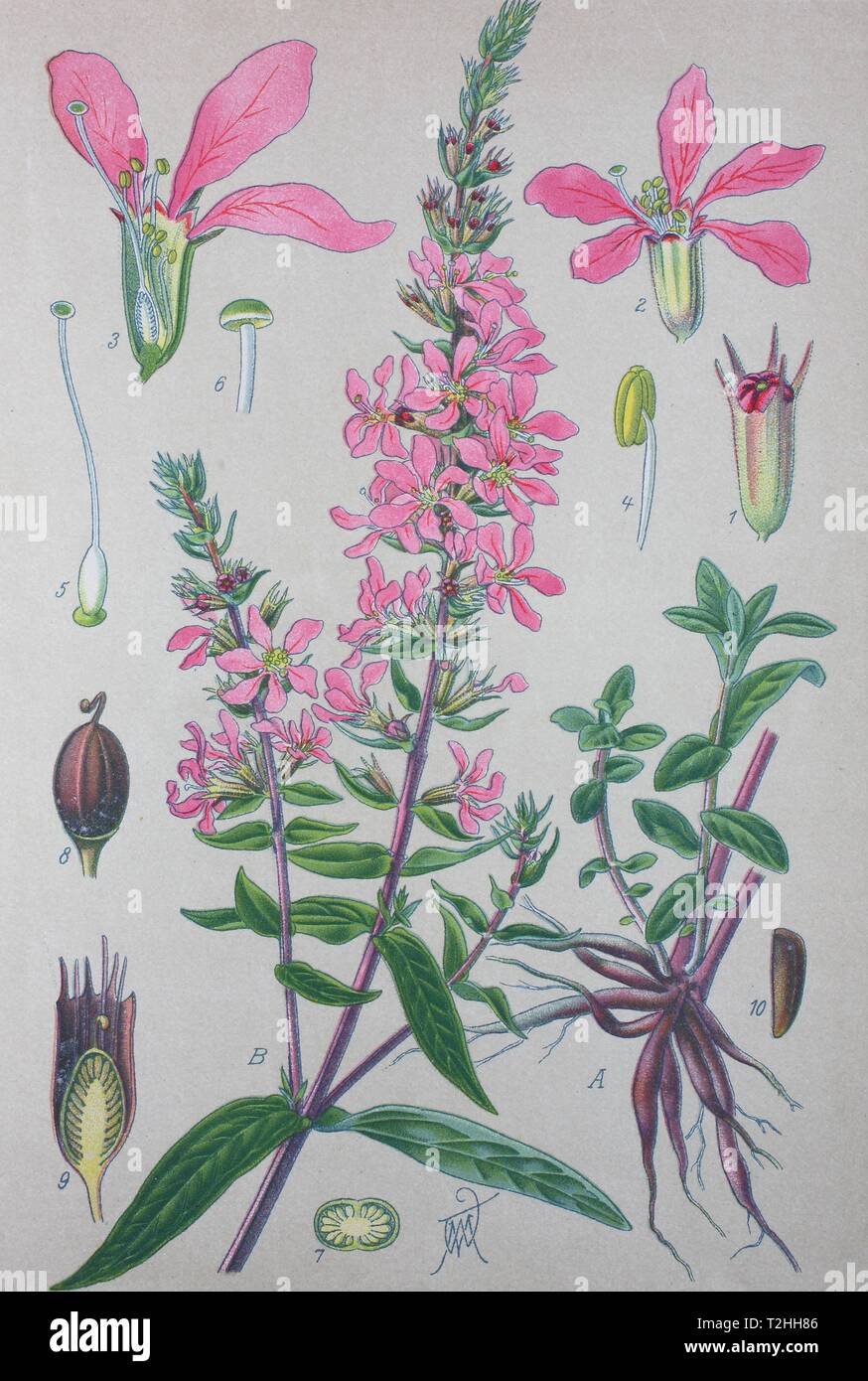 Purple Loosestrife Diagram