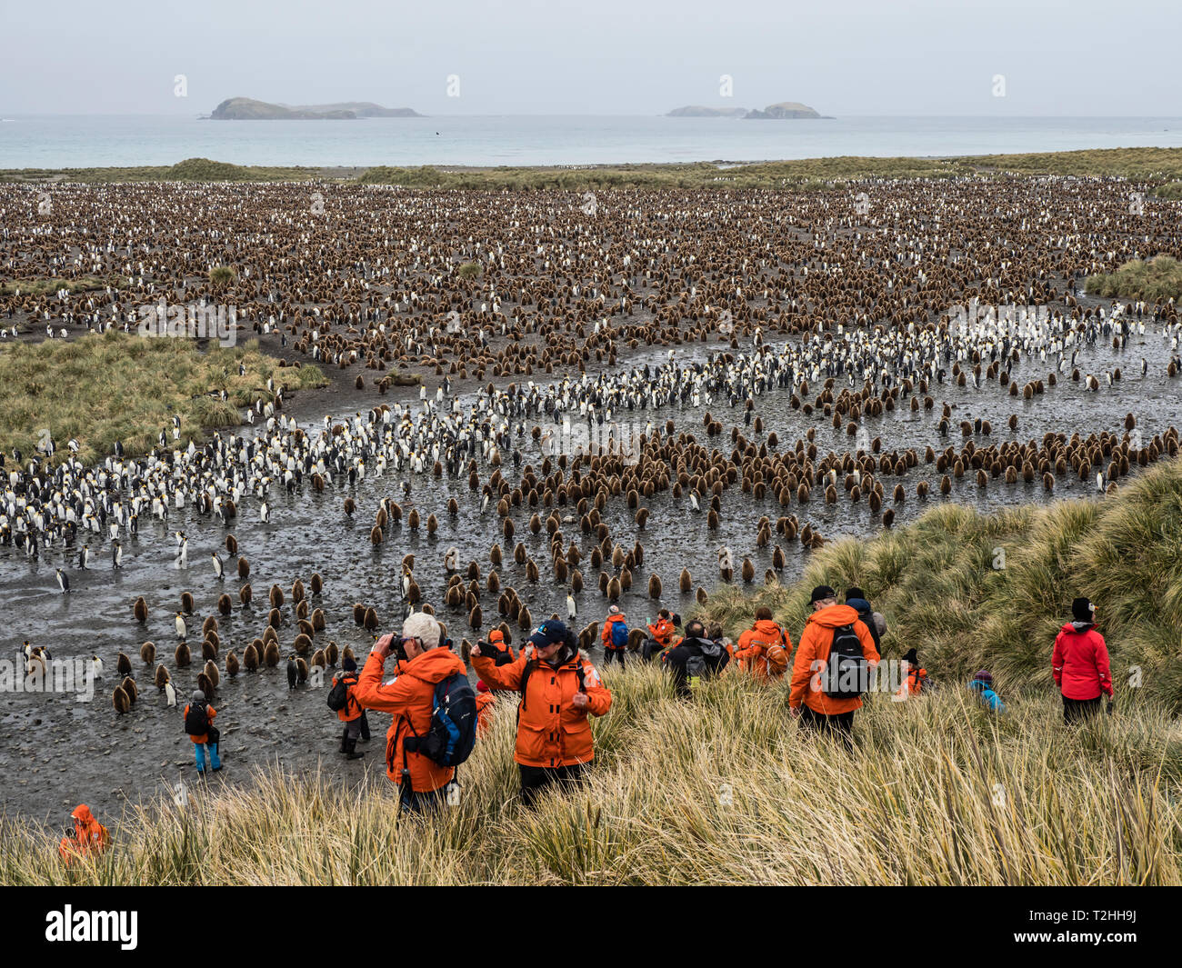 King penguin chicks and bird watching tourists on Salisbury Plain ...