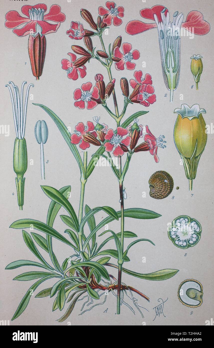 Sticky catchfly (Silene viscaria), historical illustration from 1885 ...