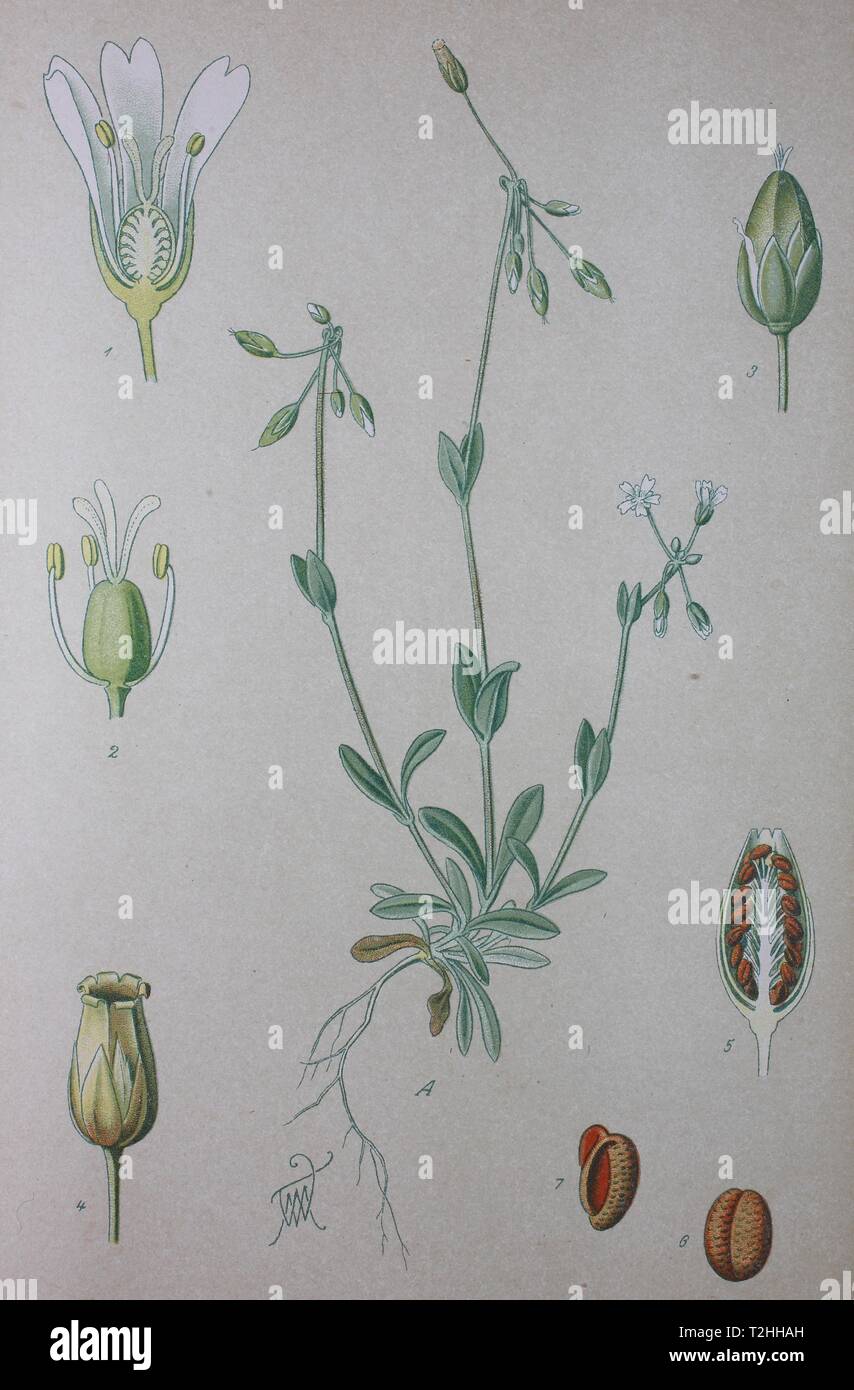 Drawing of chickweed hi-res stock photography and images - Alamy