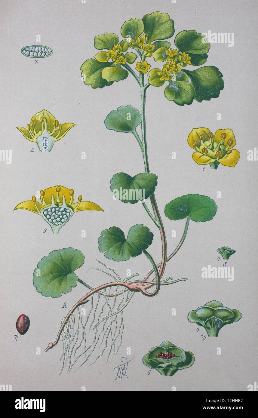 Drawing of golden saxifrage hi-res stock photography and images - Alamy