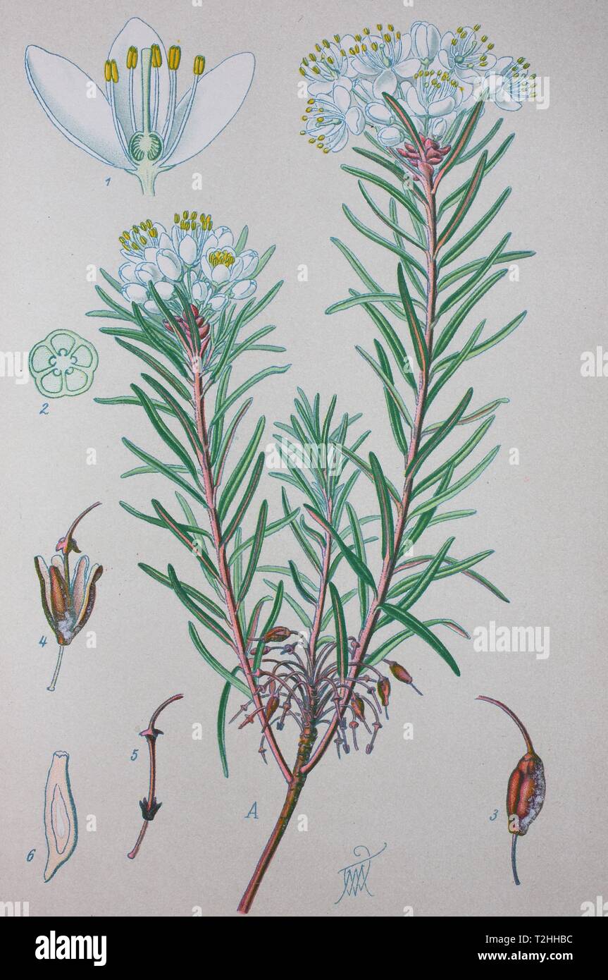 Marsh Labrador tea (Ledum palustre), historical illustration from 1885 ...