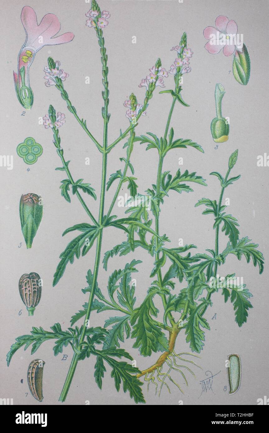 Common vervain (Verbena officinalis), historical illustration from 1885 ...