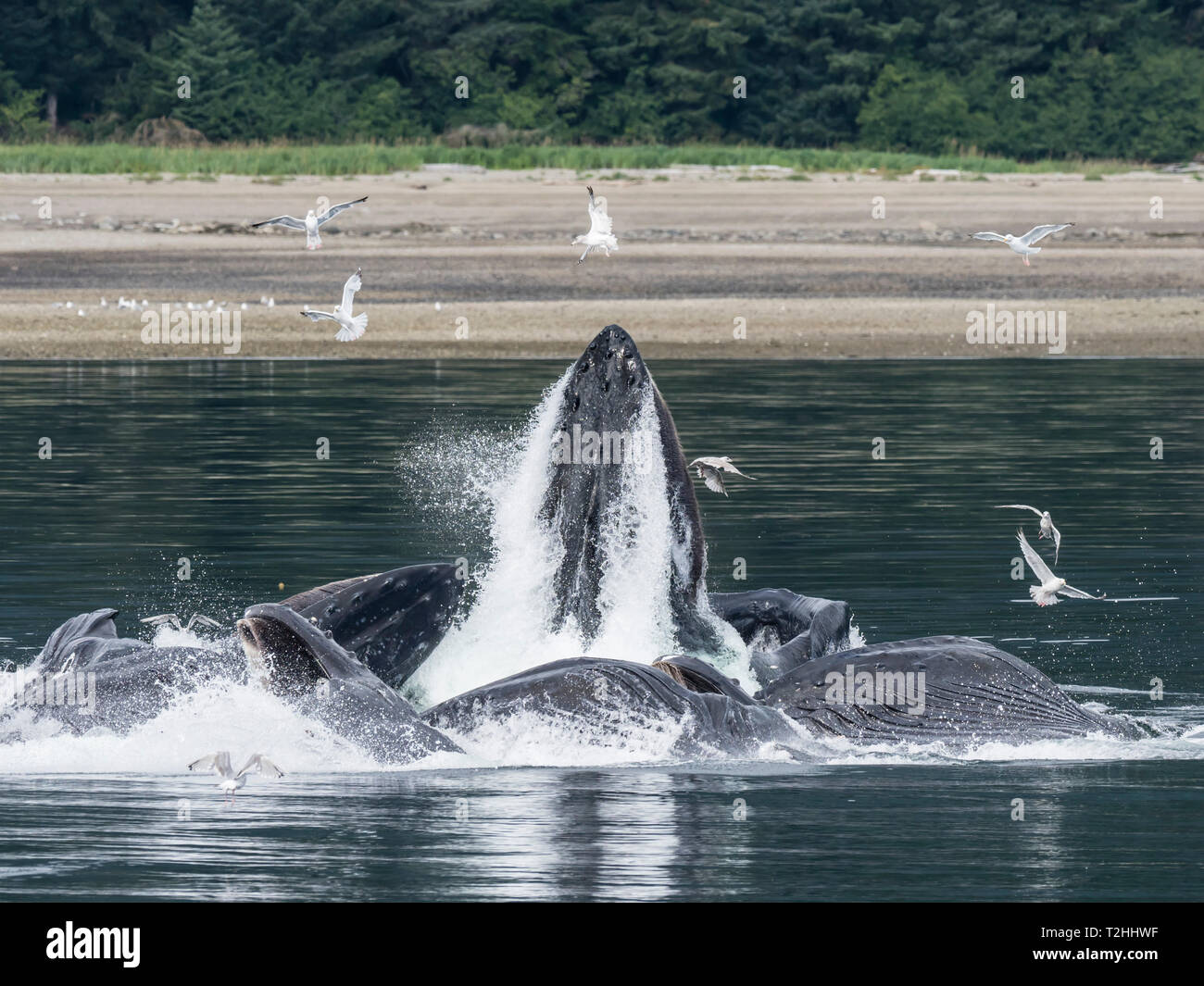 Bubble feeding humpback hi-res stock photography and images - Alamy