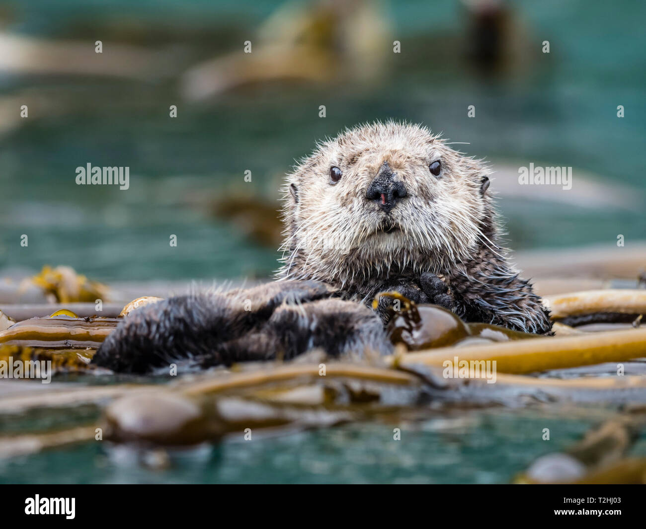 A rafting sea otter, Enhydra lutris, grooming its fur in kelp in the ...