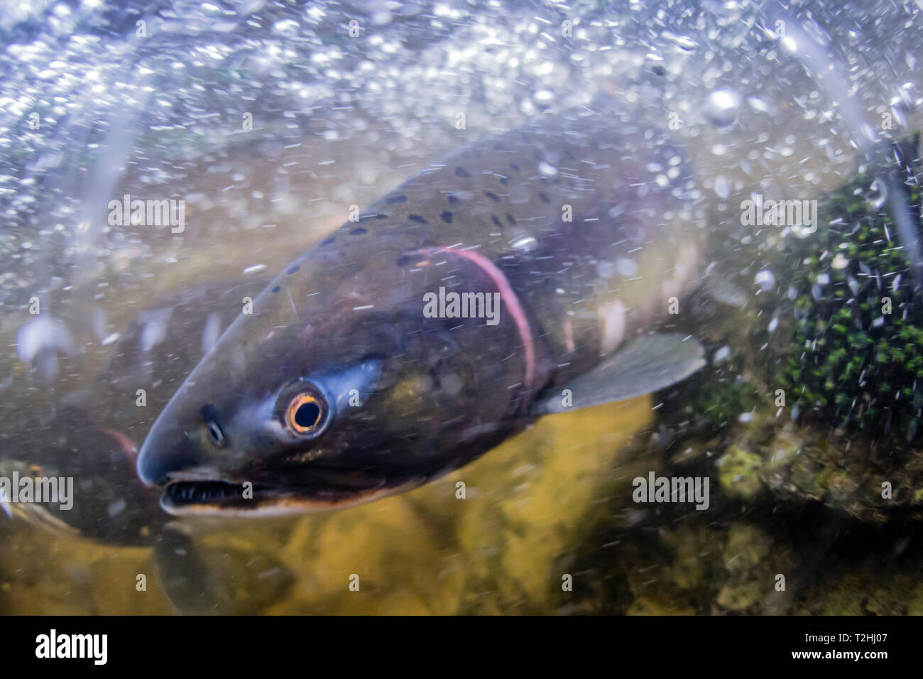 Oncorhynchus gorbuscha united states hi-res stock photography and ...