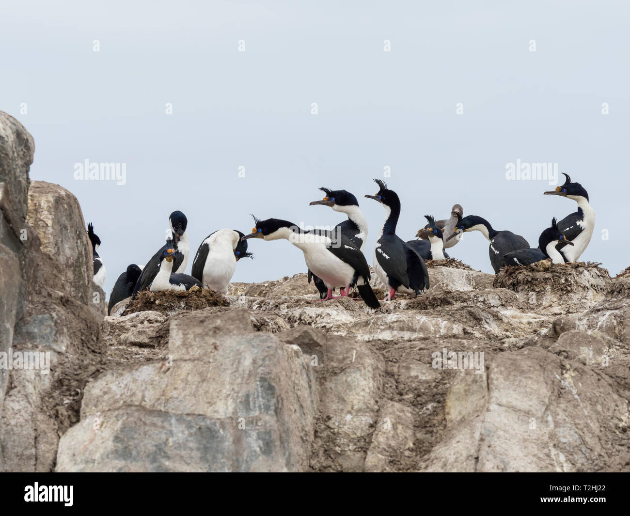 Beagle channel birds hi-res stock photography and images - Alamy