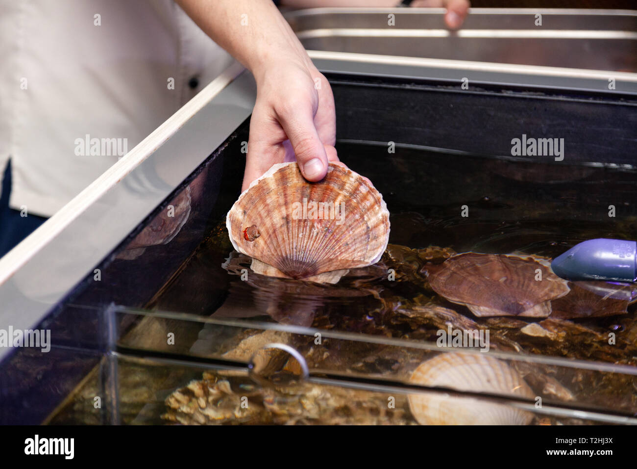 Chef cook michelin restaurant in white uniform is holding fresh big ...