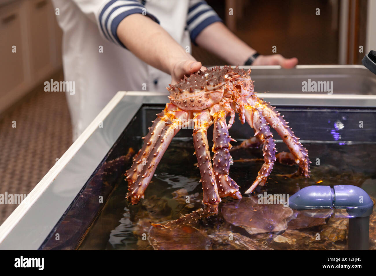Chef cook michelin restaurant in white uniform is holding fresh big ...