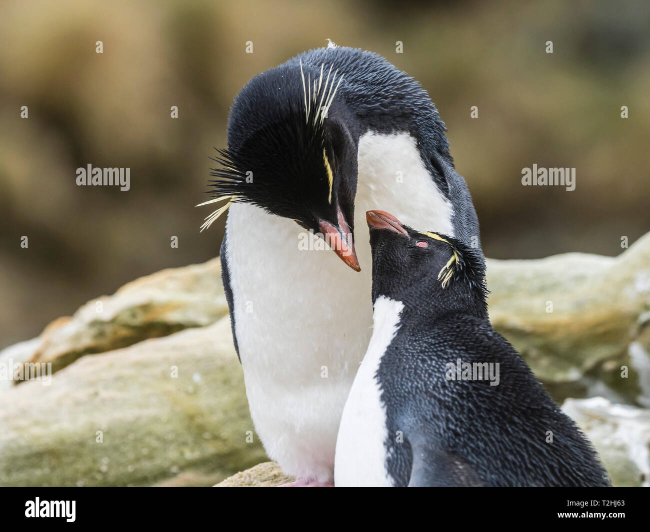 Southern rockhopper penguin hi-res stock photography and images - Alamy