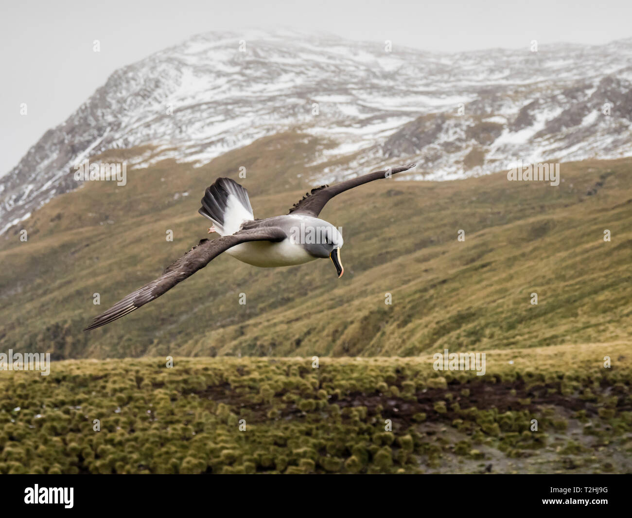 Adult grey-headed albatross, Thalassarche chrysostoma, returning to ...