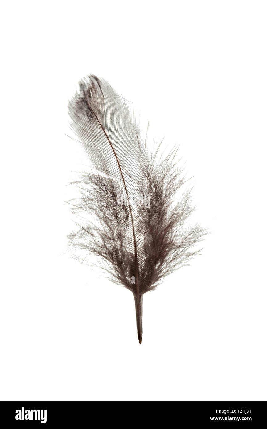 bird feather isolated on white background Stock Photo - Alamy