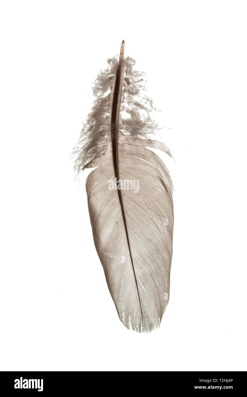 bird feather isolated on white background Stock Photo - Alamy