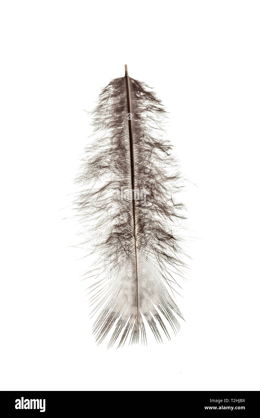 bird feather isolated on white background Stock Photo - Alamy