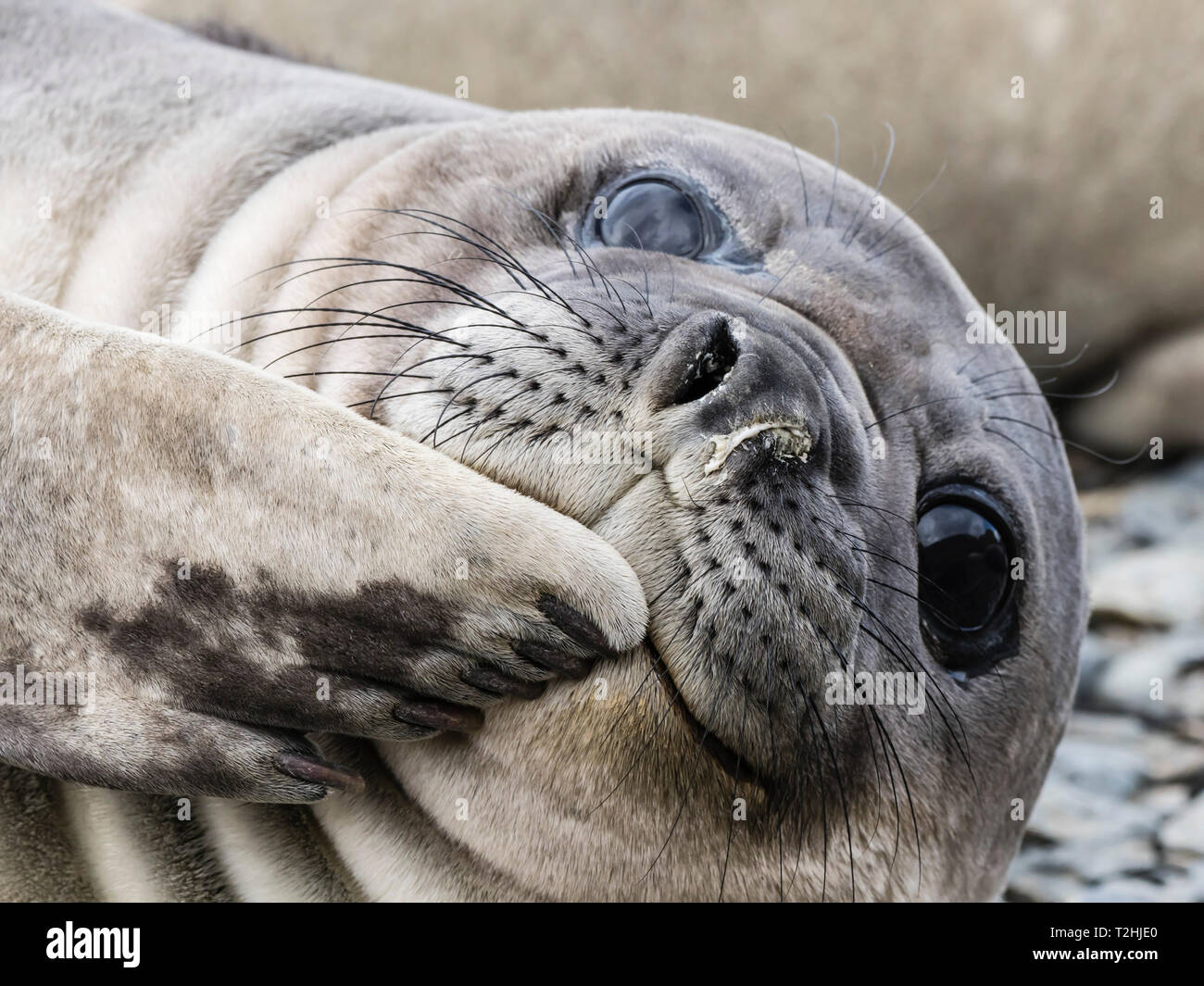 Baby Elephant Seals